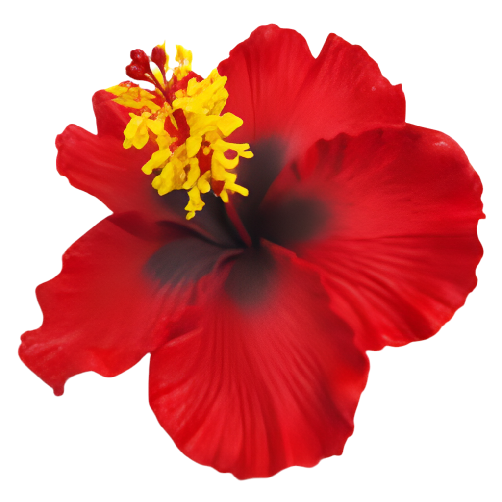 Aute (12 CM) – Le Teremoana