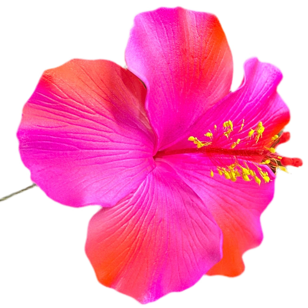 Aute (9 CM) – Le Teremoana