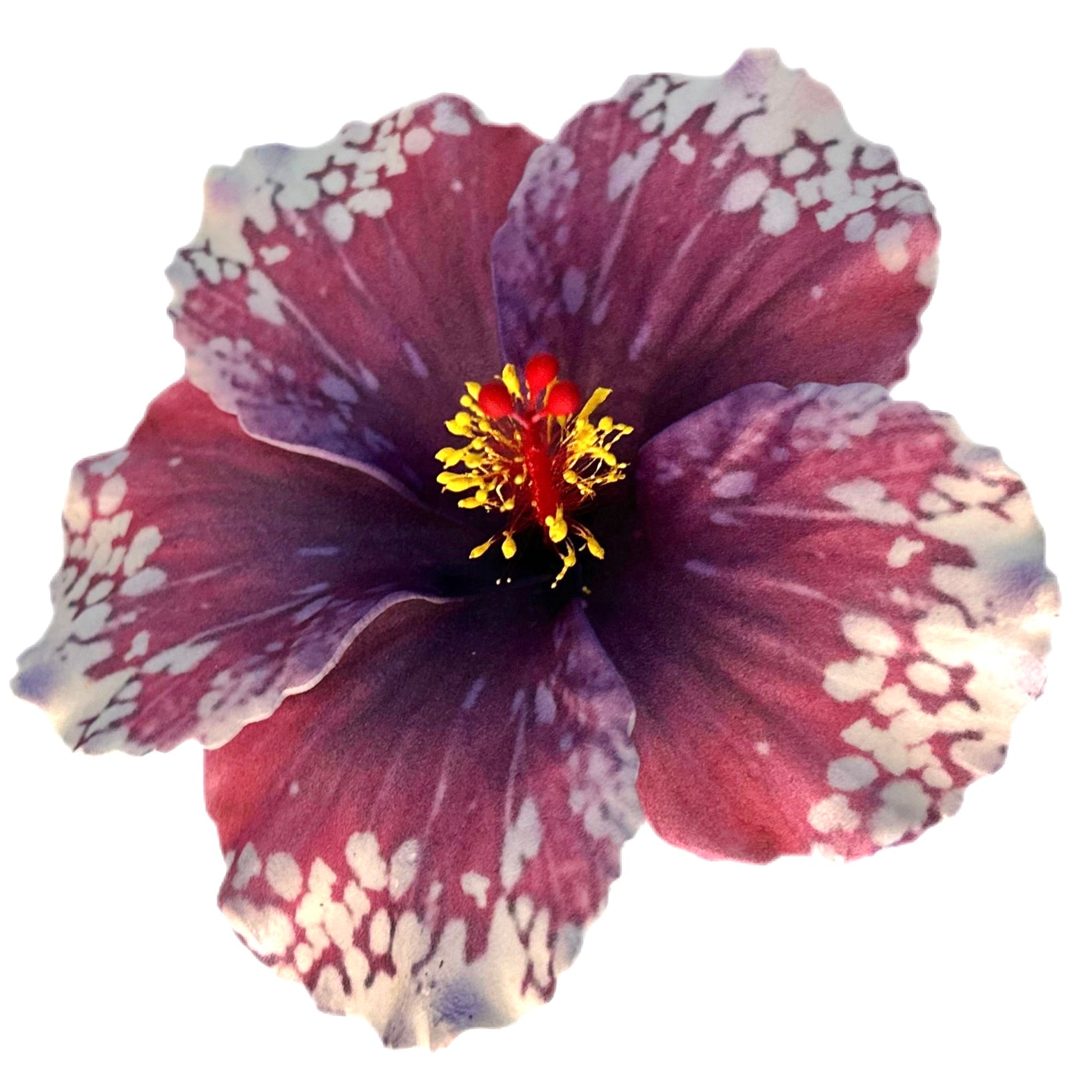 Aute (12 CM) – Le Teremoana